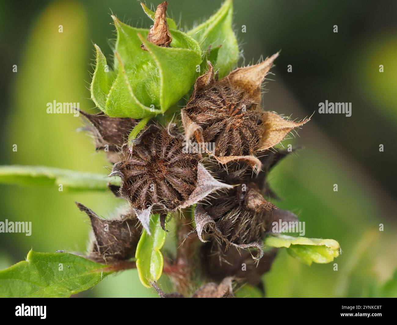 three-lobe false mallow (Malvastrum coromandelianum Stock Photo - Alamy