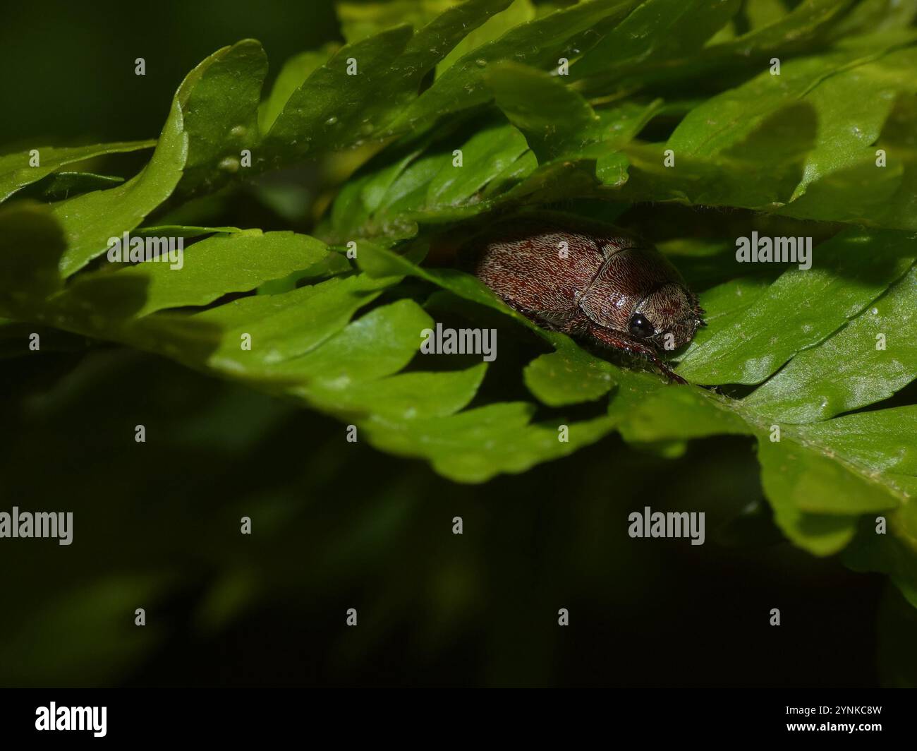 Adoretus hi-res stock photography and images - Alamy