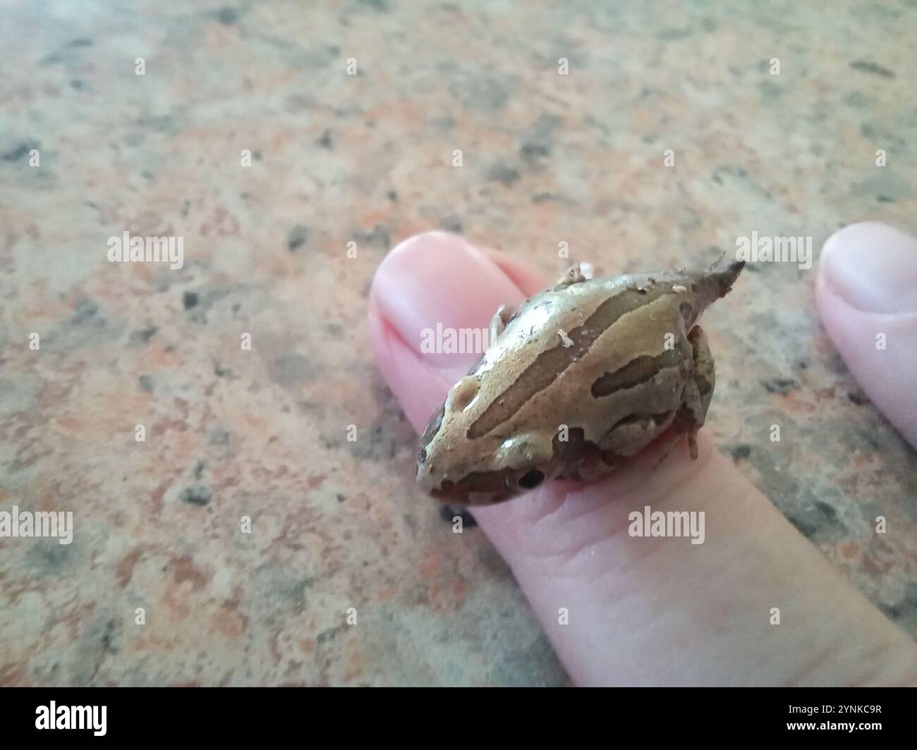 Kassina senegalensis hi-res stock photography and images - Alamy