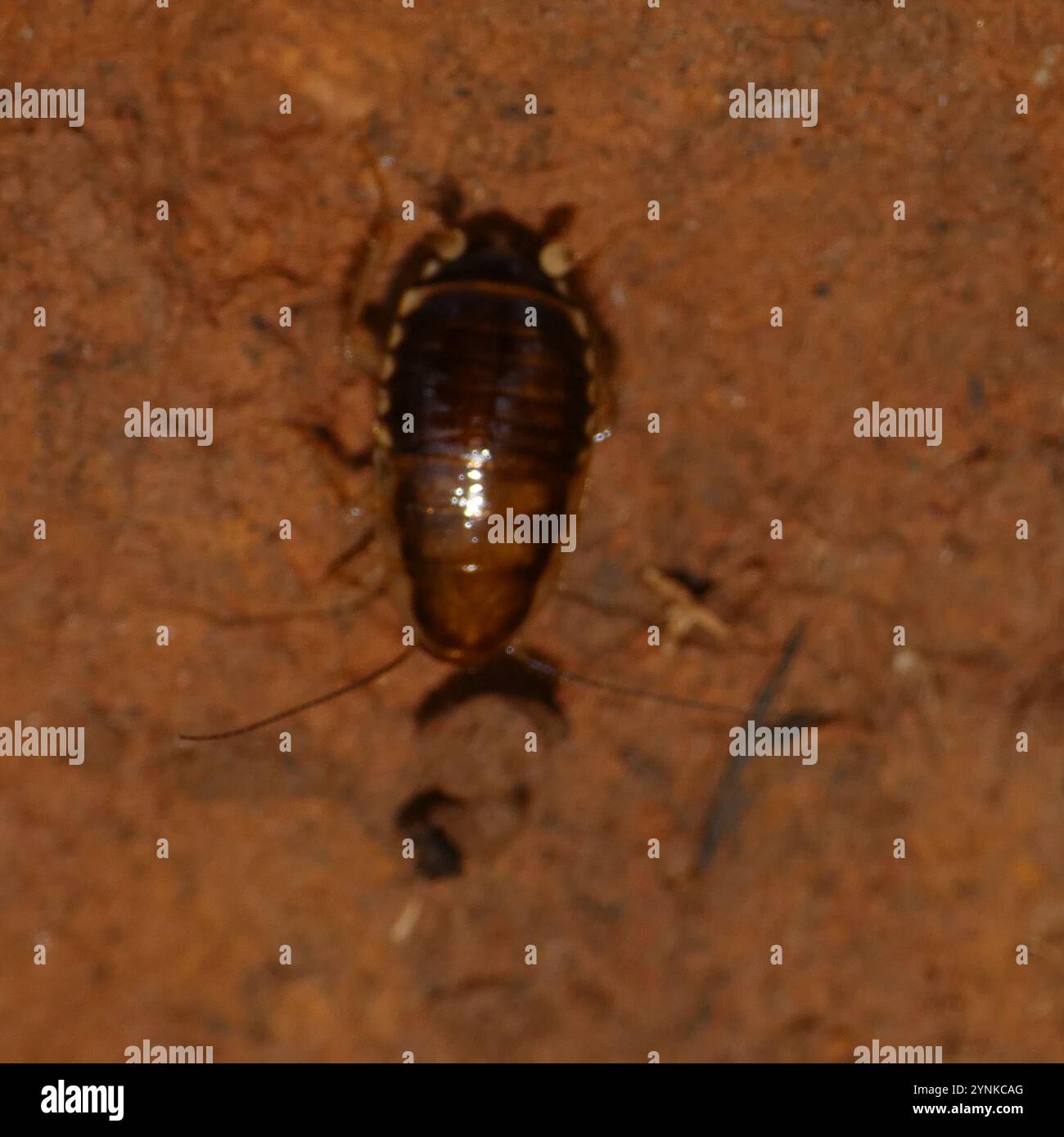 Cockroaches and Termites (Blattodea Stock Photo - Alamy