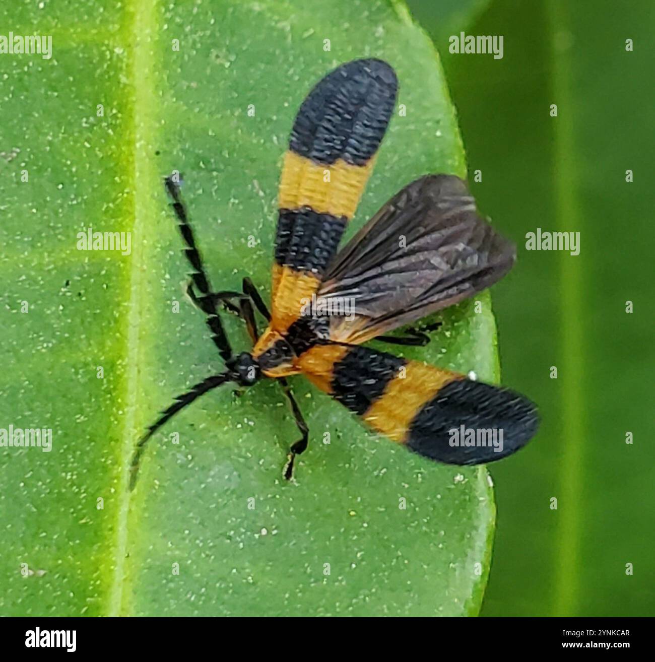 Discrepans hi-res stock photography and images - Alamy
