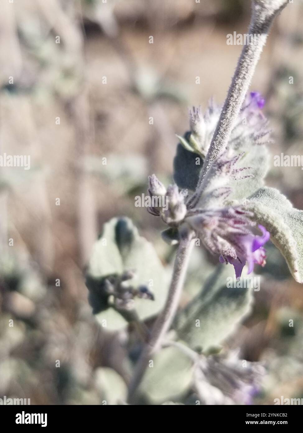 desert lavender (Condea emoryi Stock Photo - Alamy