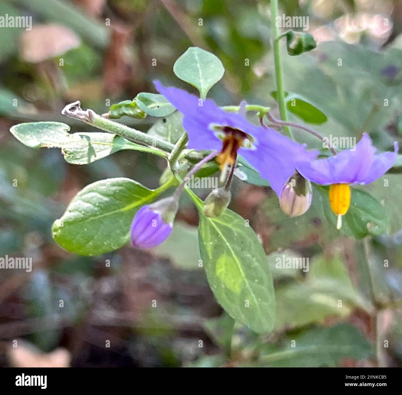 bluewitch nightshade (Solanum umbelliferum Stock Photo - Alamy
