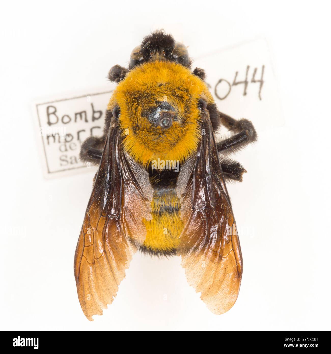 Morrison's Bumble Bee (Bombus morrisoni Stock Photo - Alamy