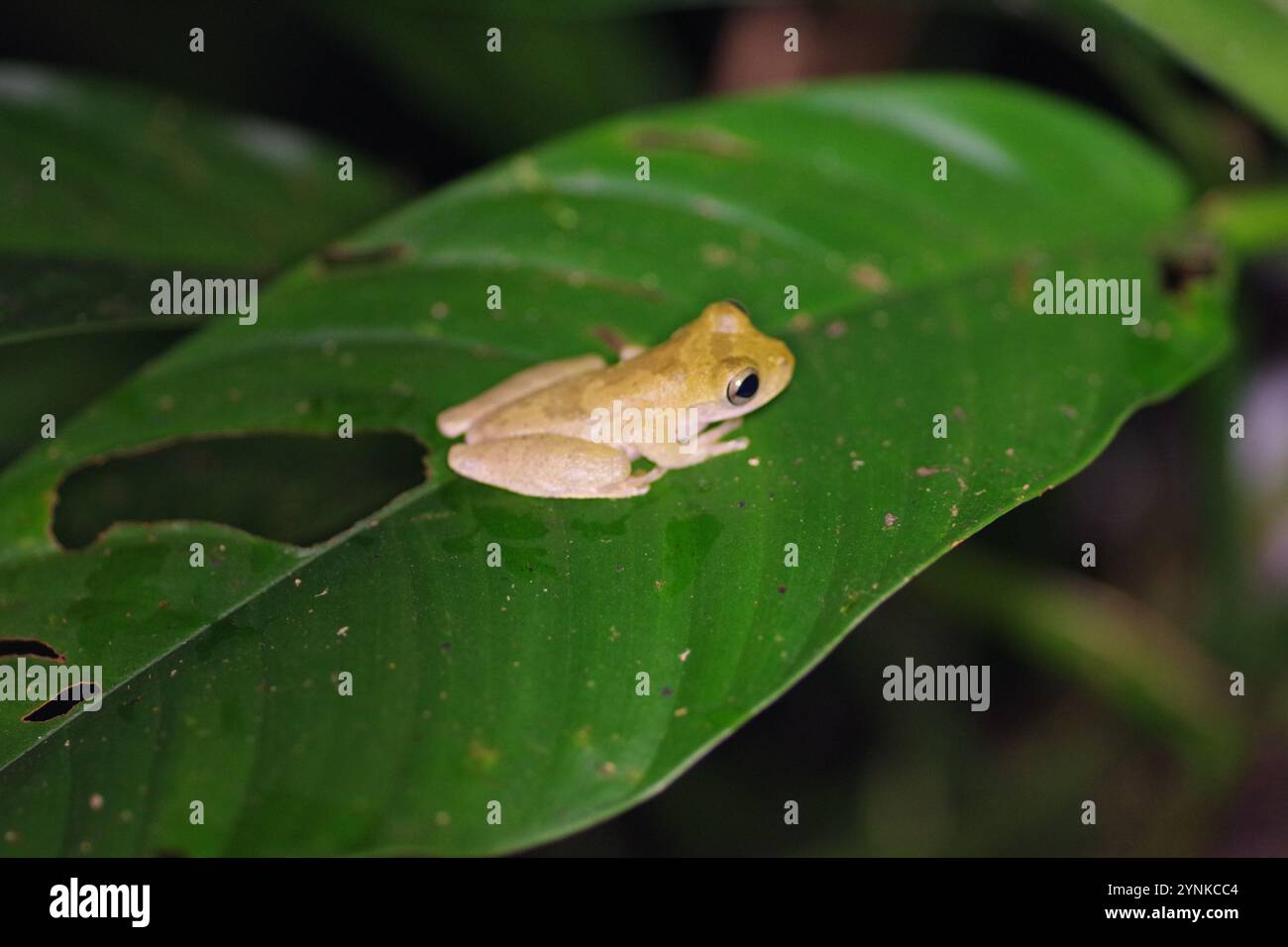 Frogs and Toads (Anura Stock Photo - Alamy