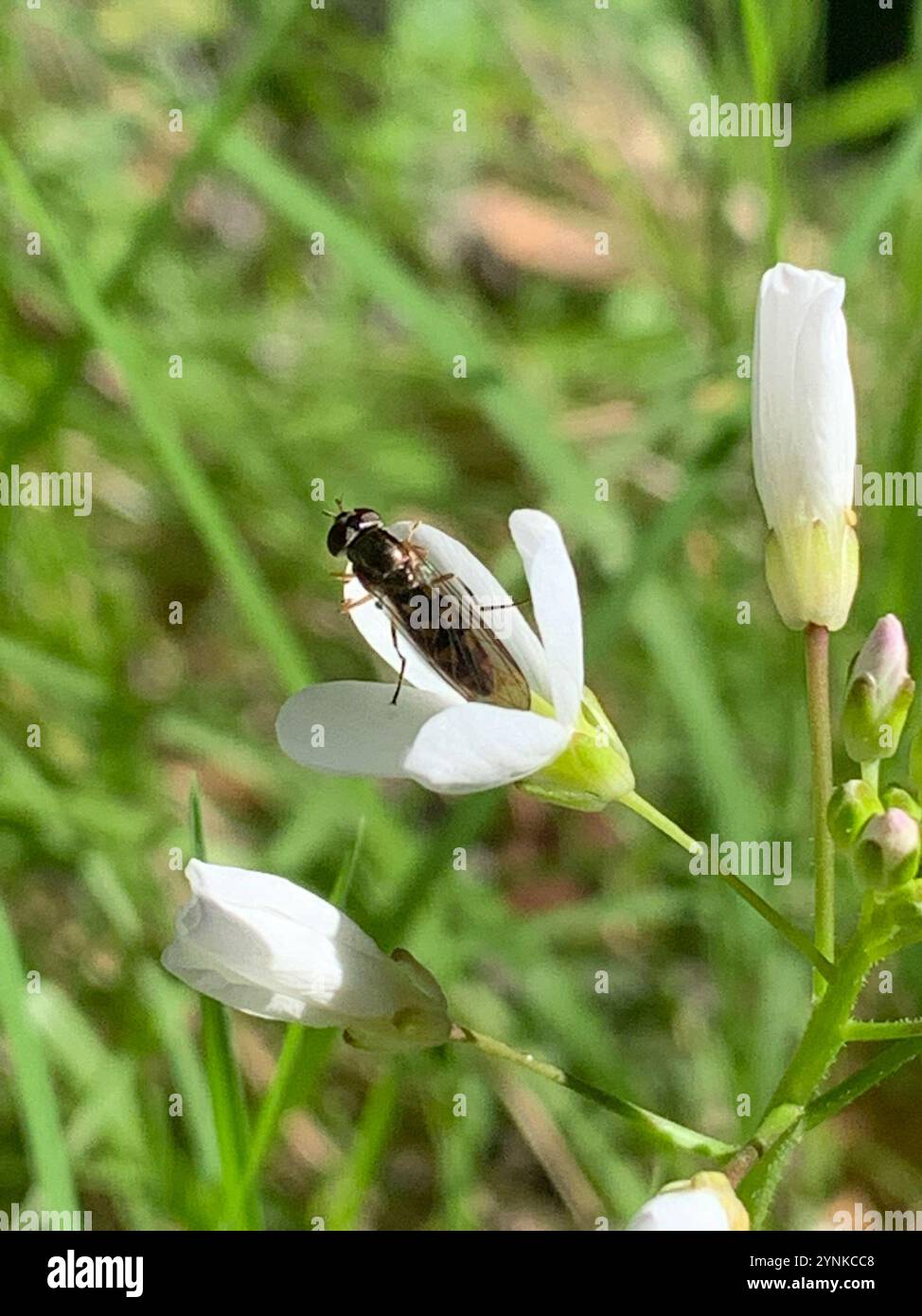 Variable Duskyface Fly (Melanostoma mellinum Stock Photo - Alamy