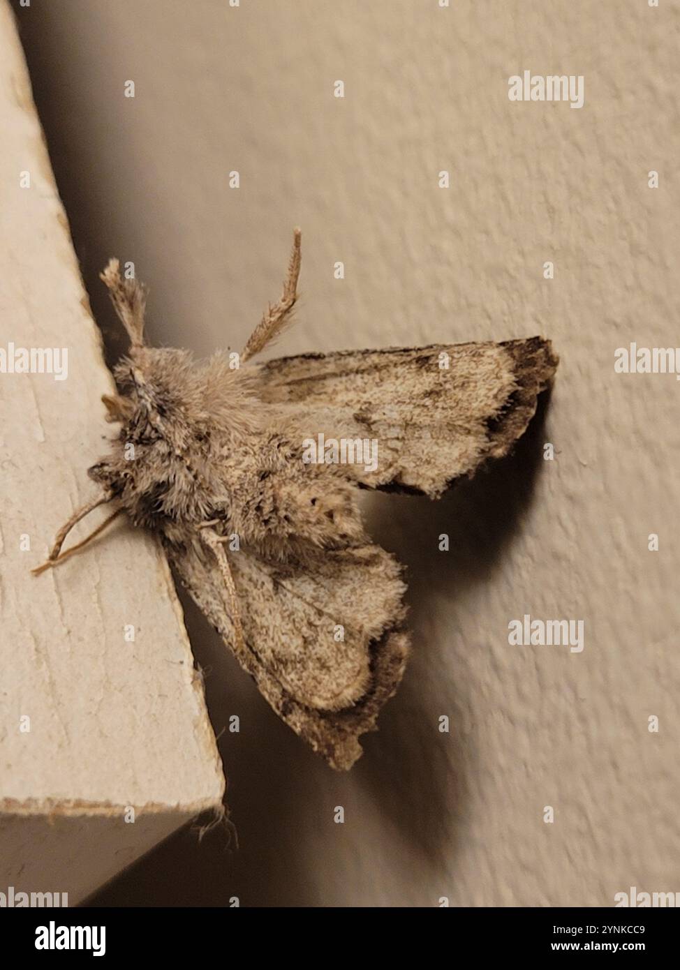 Owlet Moths and Allies (Noctuoidea Stock Photo - Alamy