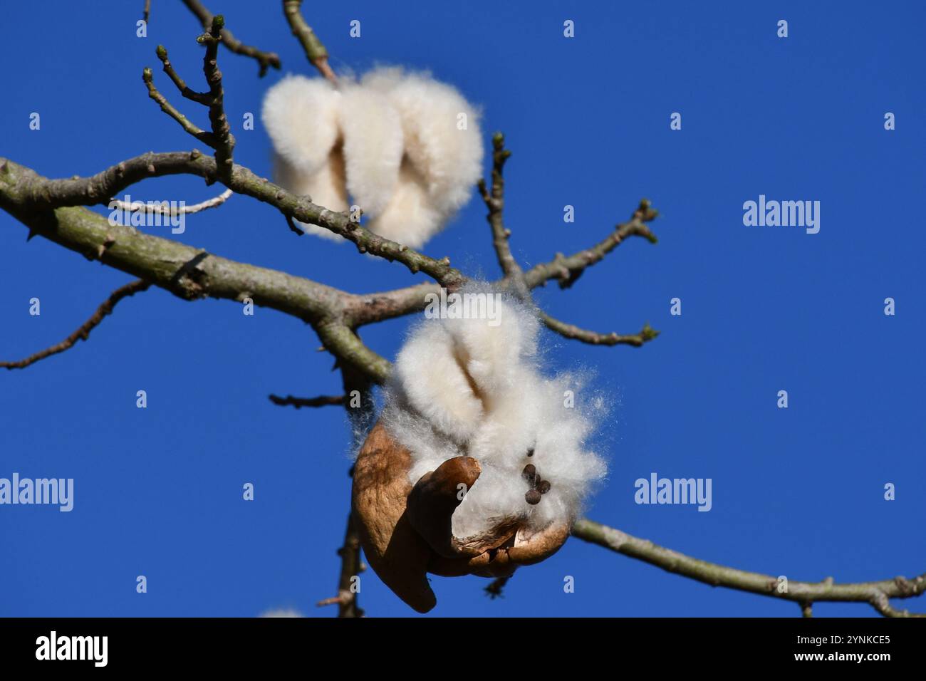 the kapok fruit with its soft fibers Stock Photo - Alamy