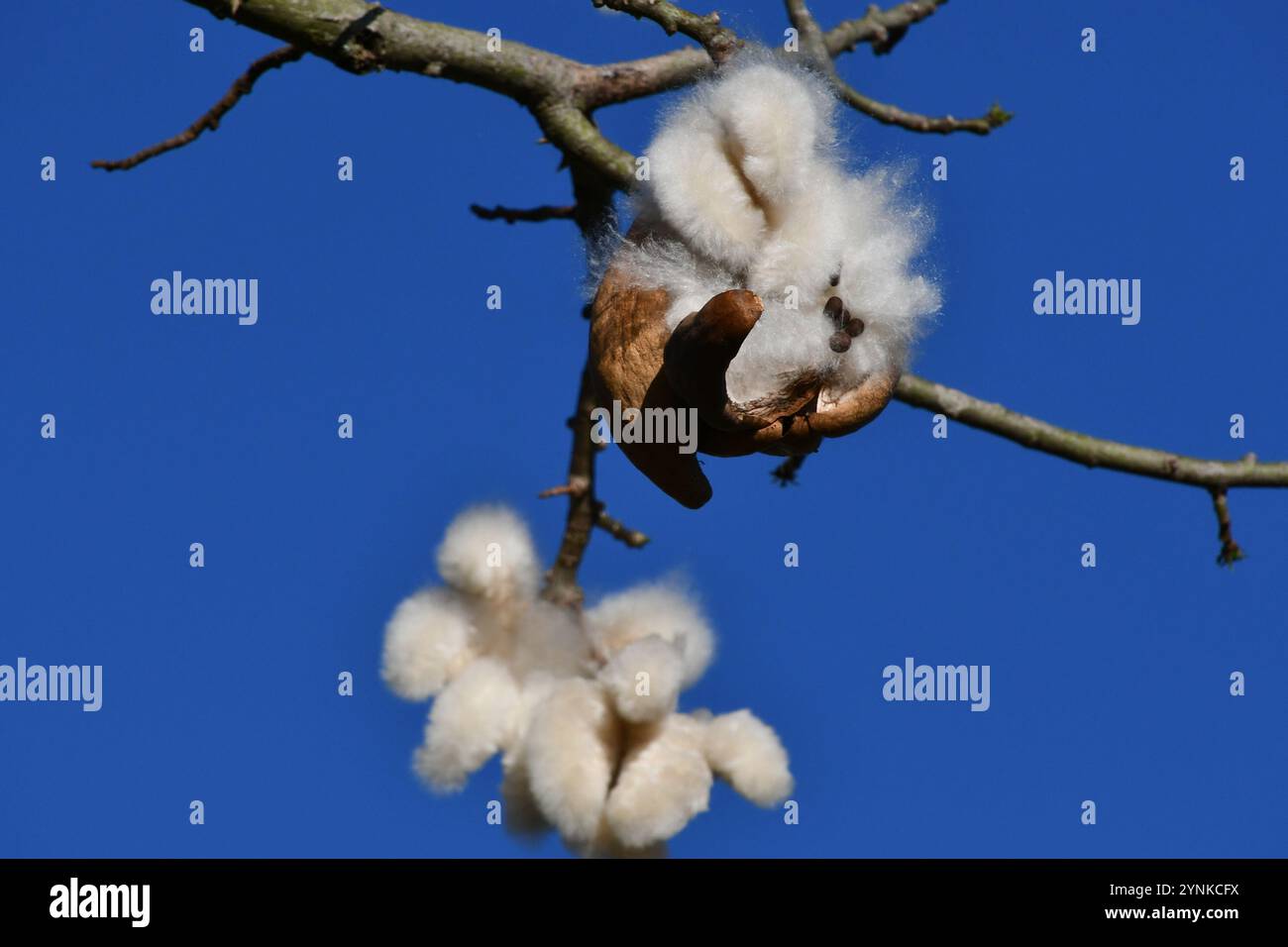 the kapok fruit with its soft fibers Stock Photo - Alamy