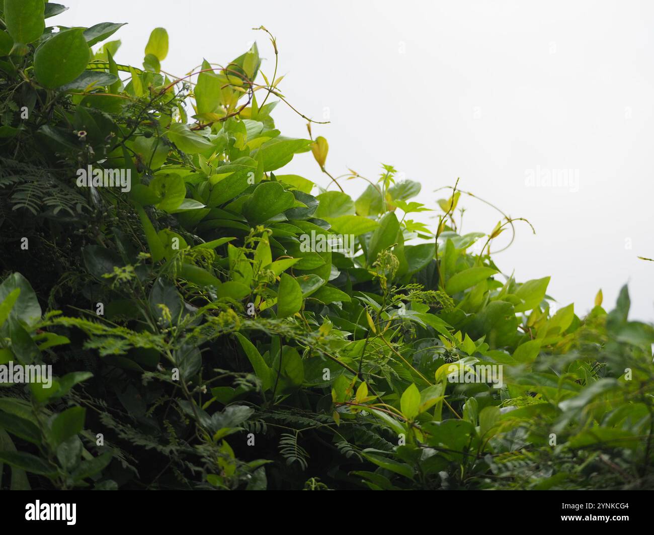 skunk vine (Paederia foetida Stock Photo - Alamy