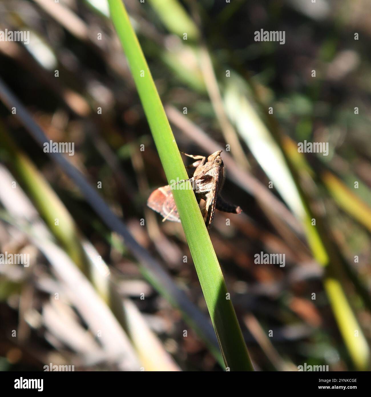 Wattle Gall Moth (Gauna aegusalis Stock Photo - Alamy