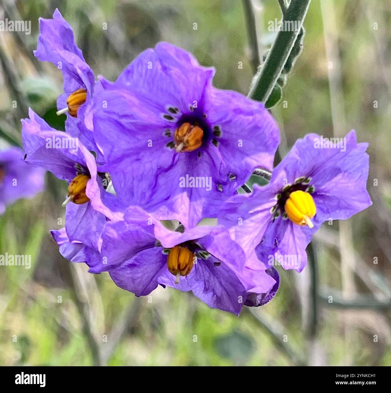 bluewitch nightshade (Solanum umbelliferum Stock Photo - Alamy