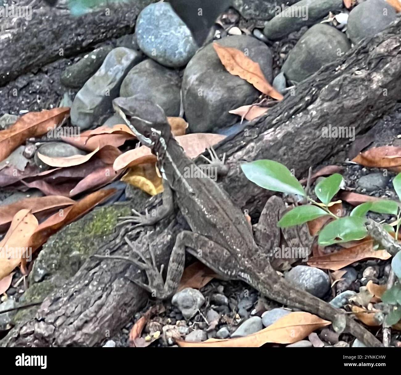 Common Basilisk (Basiliscus basiliscus Stock Photo - Alamy