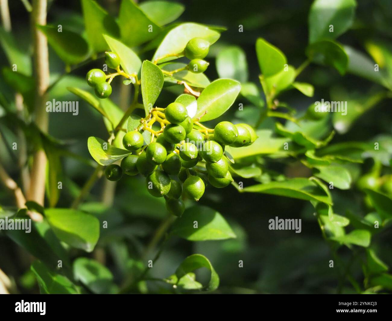 Orange Jasmine (Murraya paniculata Stock Photo - Alamy