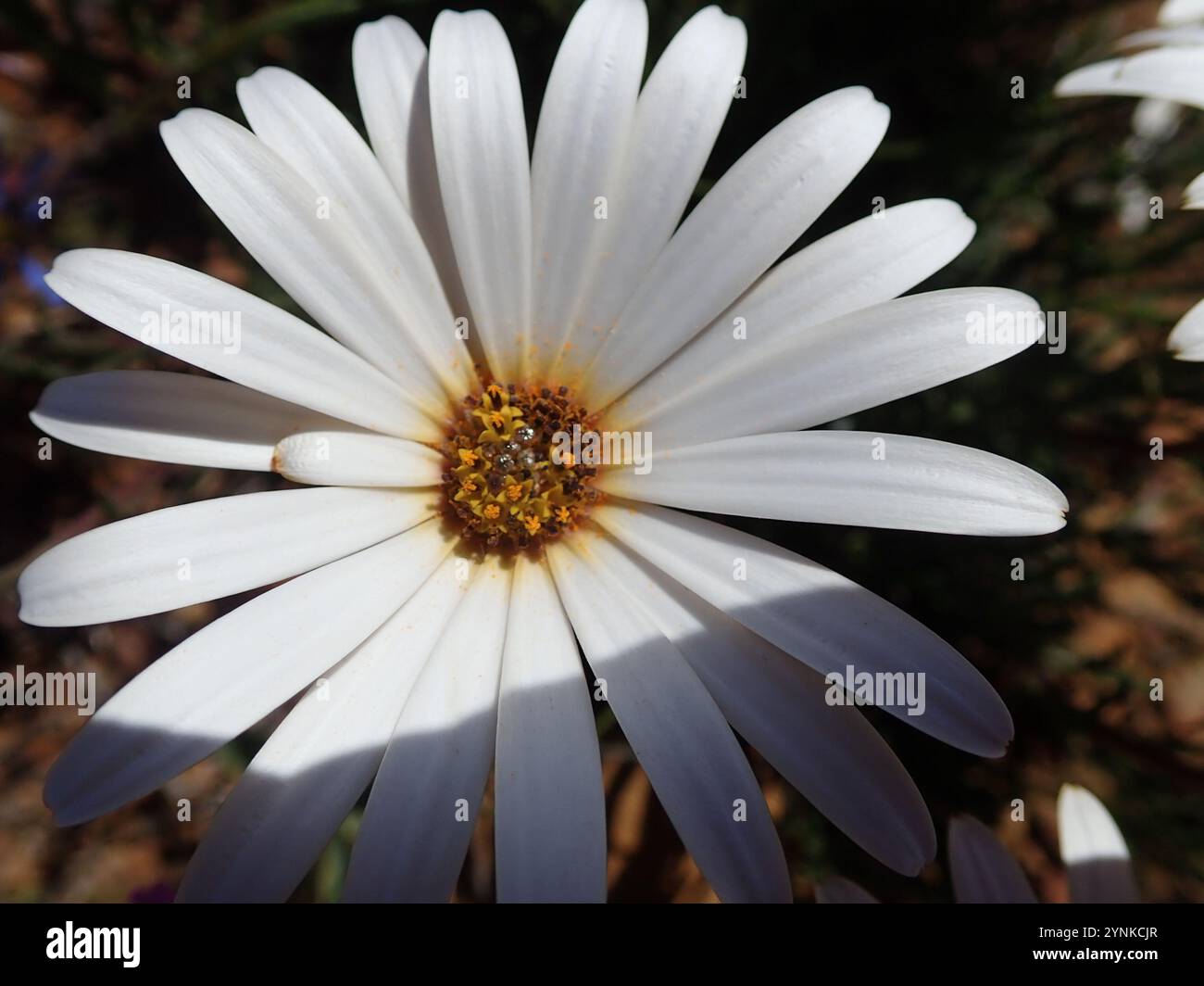 African oxeye (Dimorphotheca nudicaulis Stock Photo - Alamy