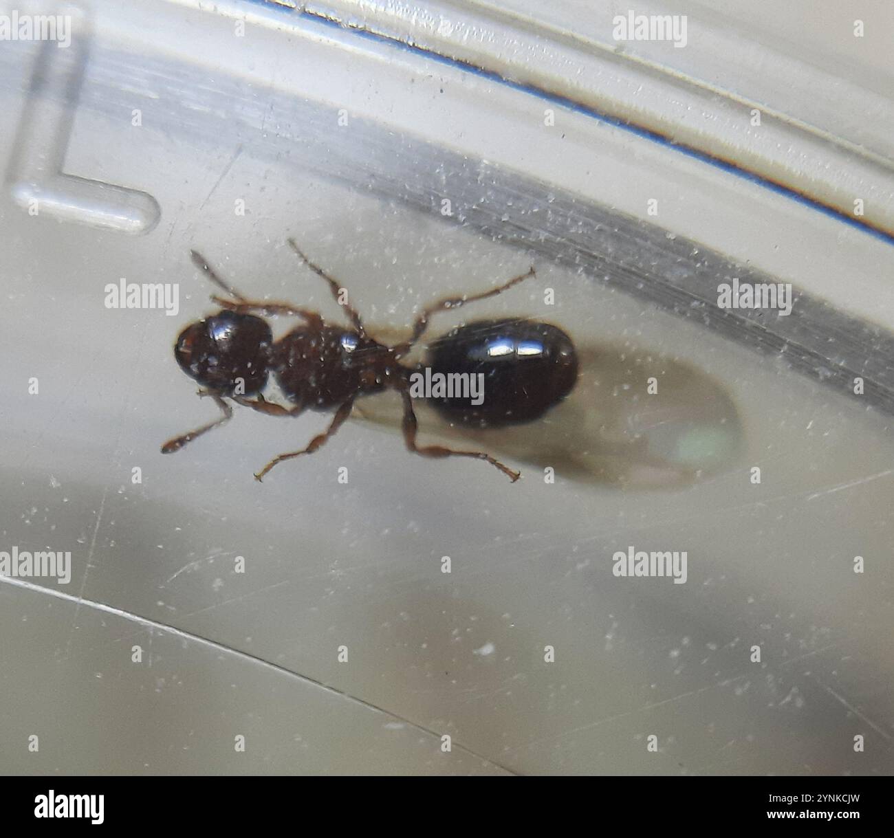 Big-headed Ants (Pheidole Stock Photo - Alamy