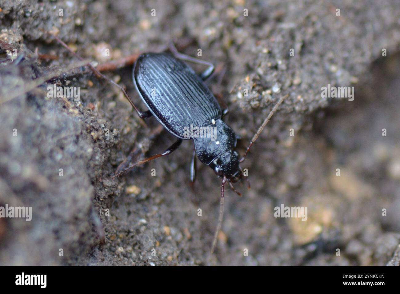 European Gazelle Beetle (Nebria brevicollis Stock Photo - Alamy