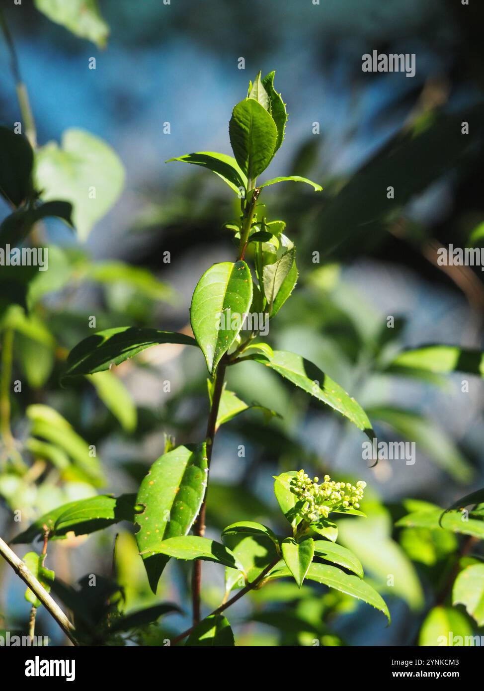 Chinese Hydrangea (Hydrangea chinensis Stock Photo - Alamy