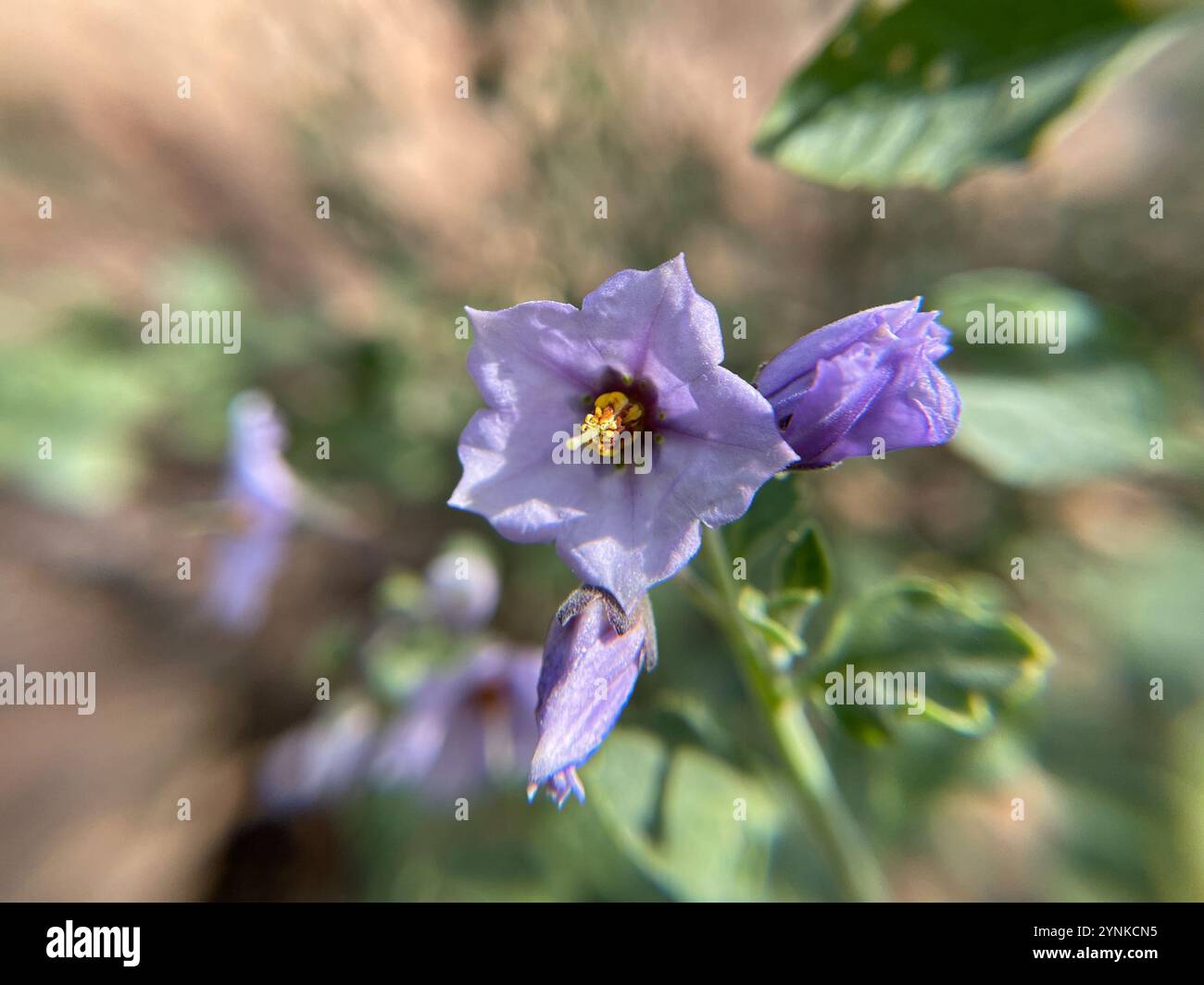 Bluewitch nightshade hi-res stock photography and images - Alamy