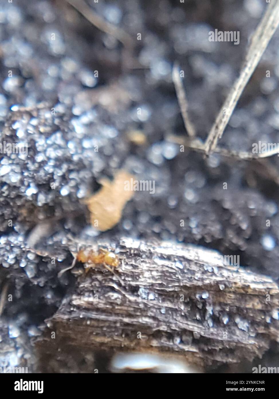 Little Fire Ant (Wasmannia auropunctata Stock Photo - Alamy