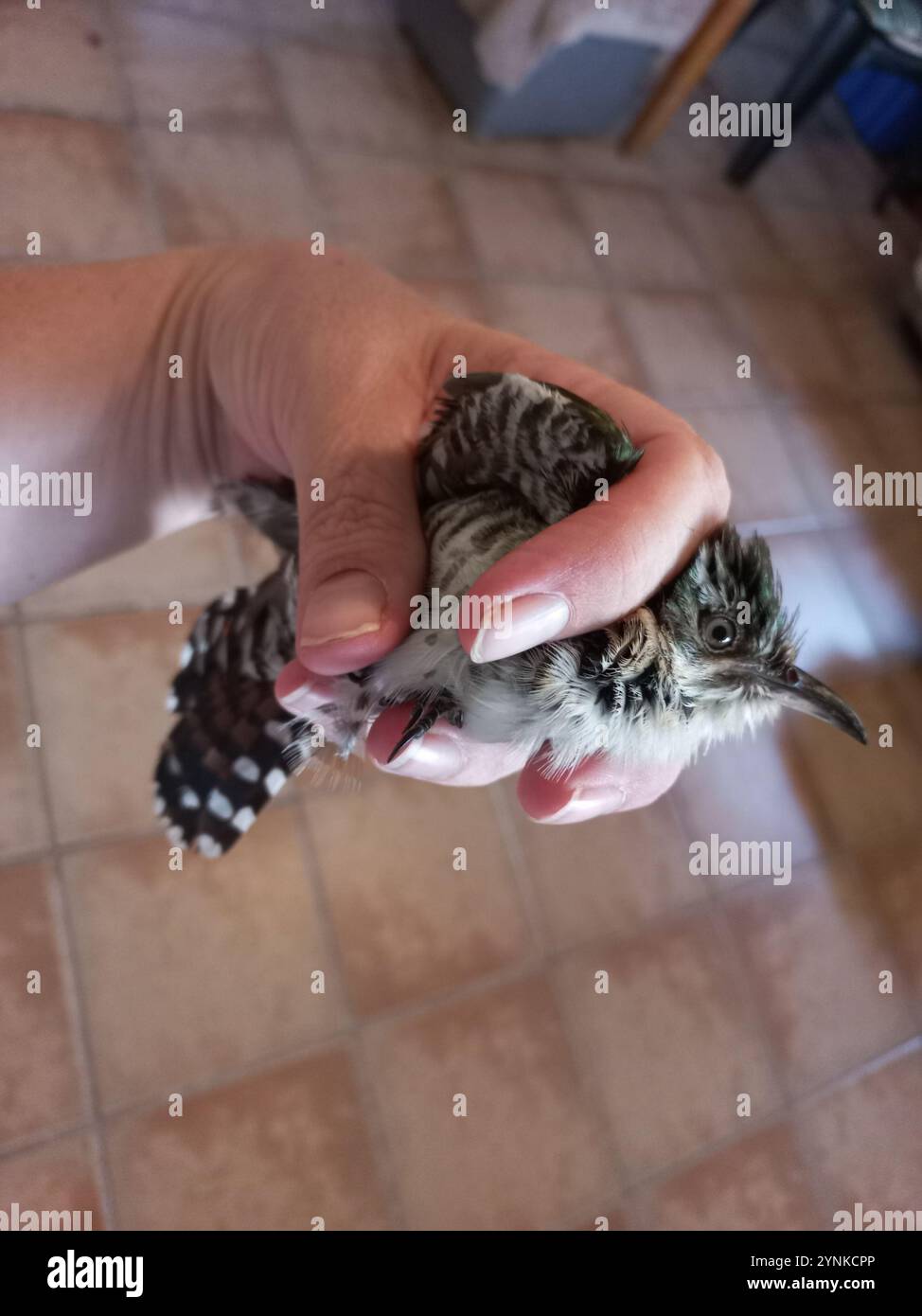 The diederik cuckoo hi-res stock photography and images - Alamy