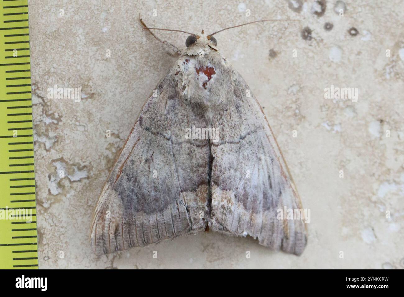 Semi looper hi-res stock photography and images - Alamy