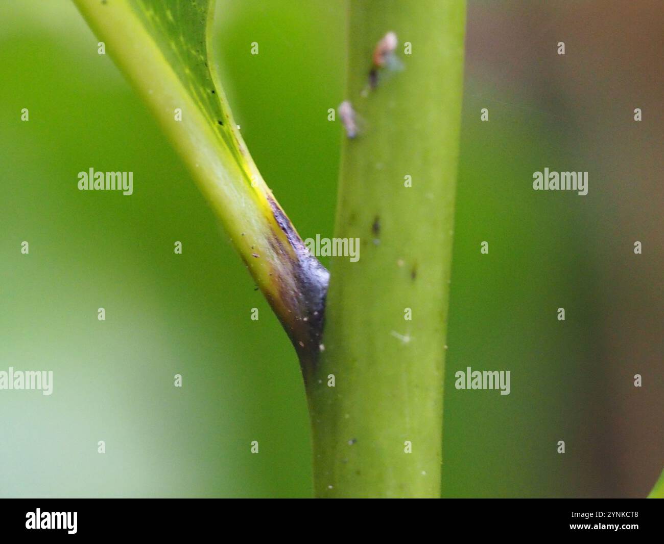 Golden Leather Fern (Acrostichum aureum Stock Photo - Alamy