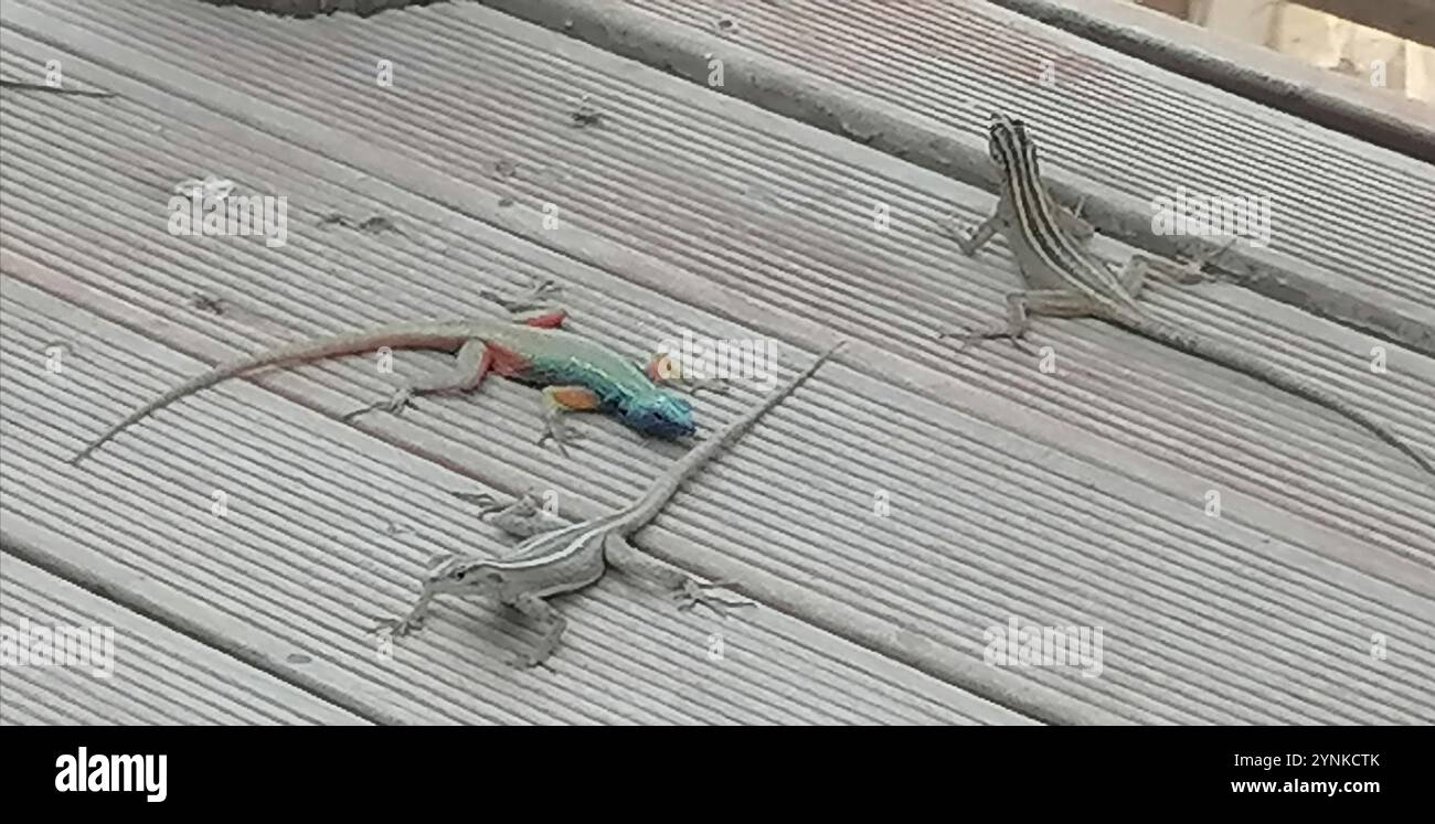 Augrabies flat lizard (Platysaurus broadleyi Stock Photo - Alamy