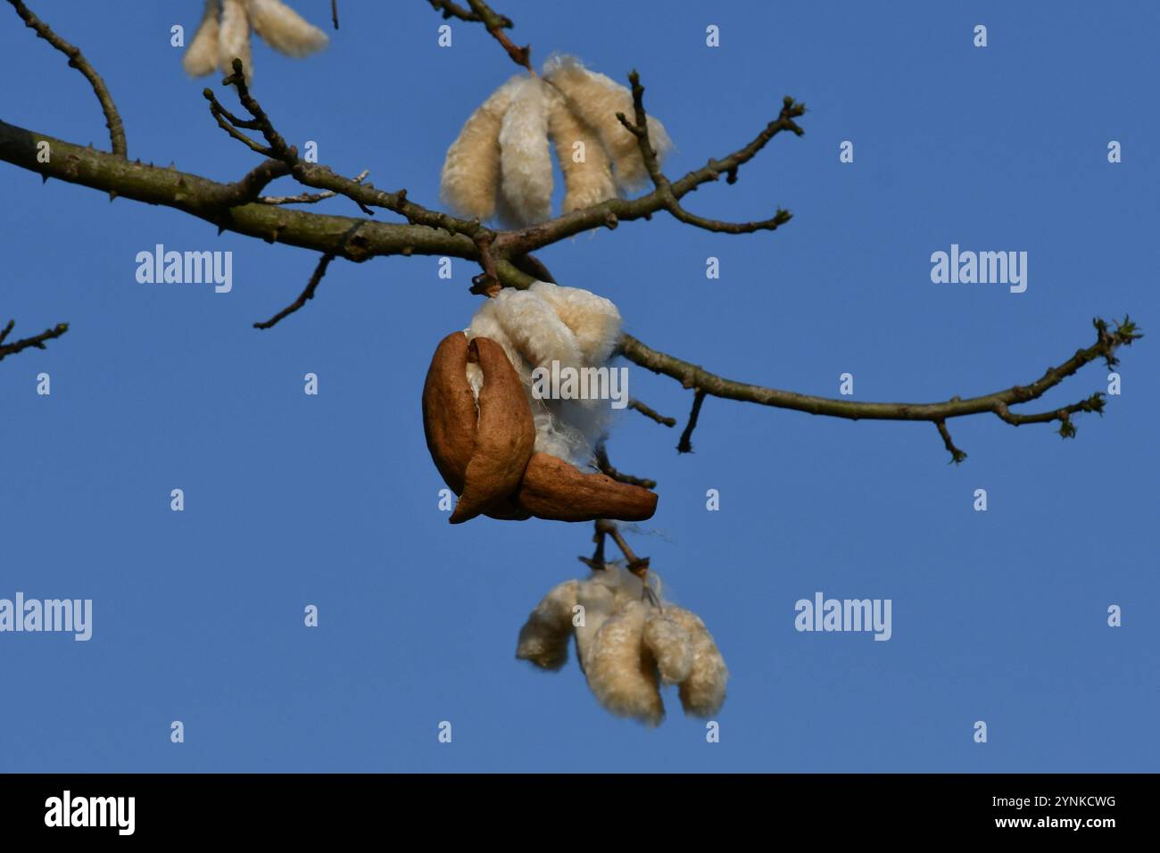Kapok fruit ceiba pentandra hi-res stock photography and images - Alamy