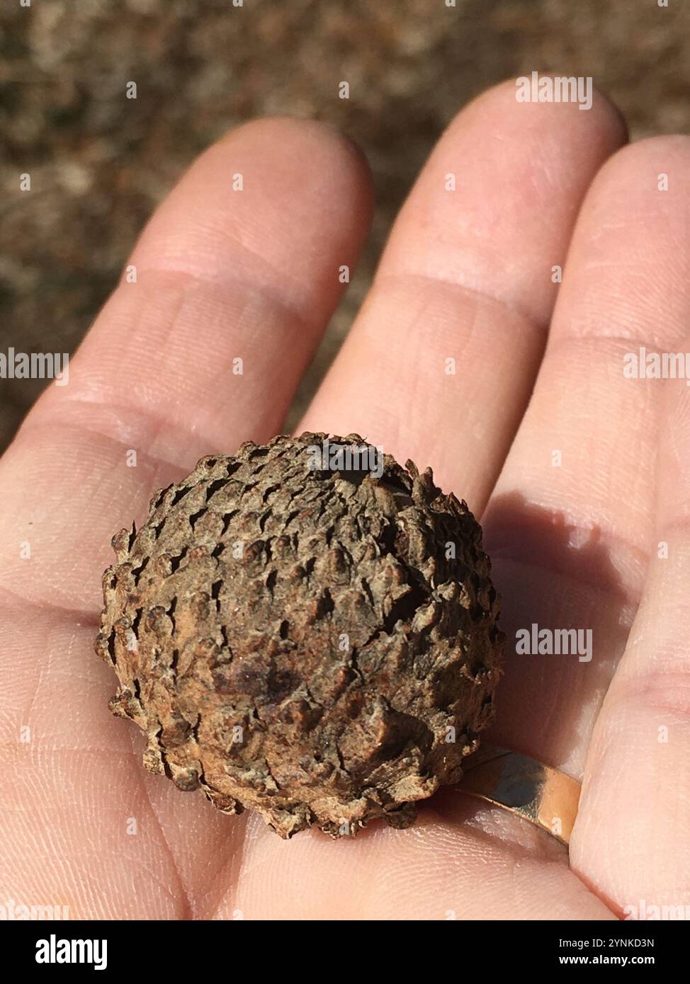 overcup oak (Quercus lyrata Stock Photo - Alamy