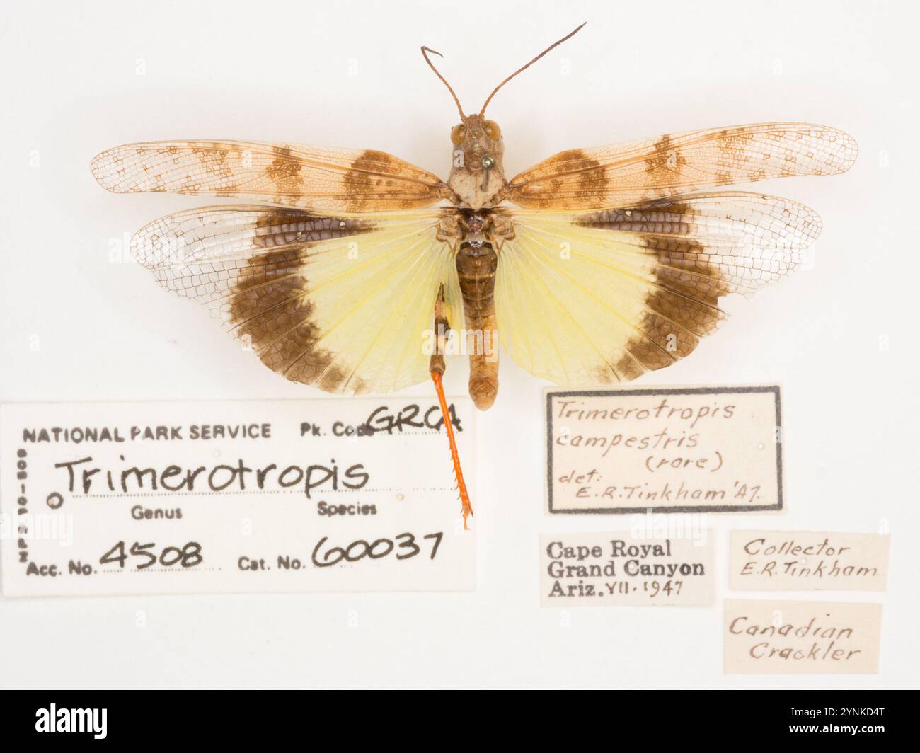 Campestral Grasshopper (Spharagemon campestris Stock Photo - Alamy