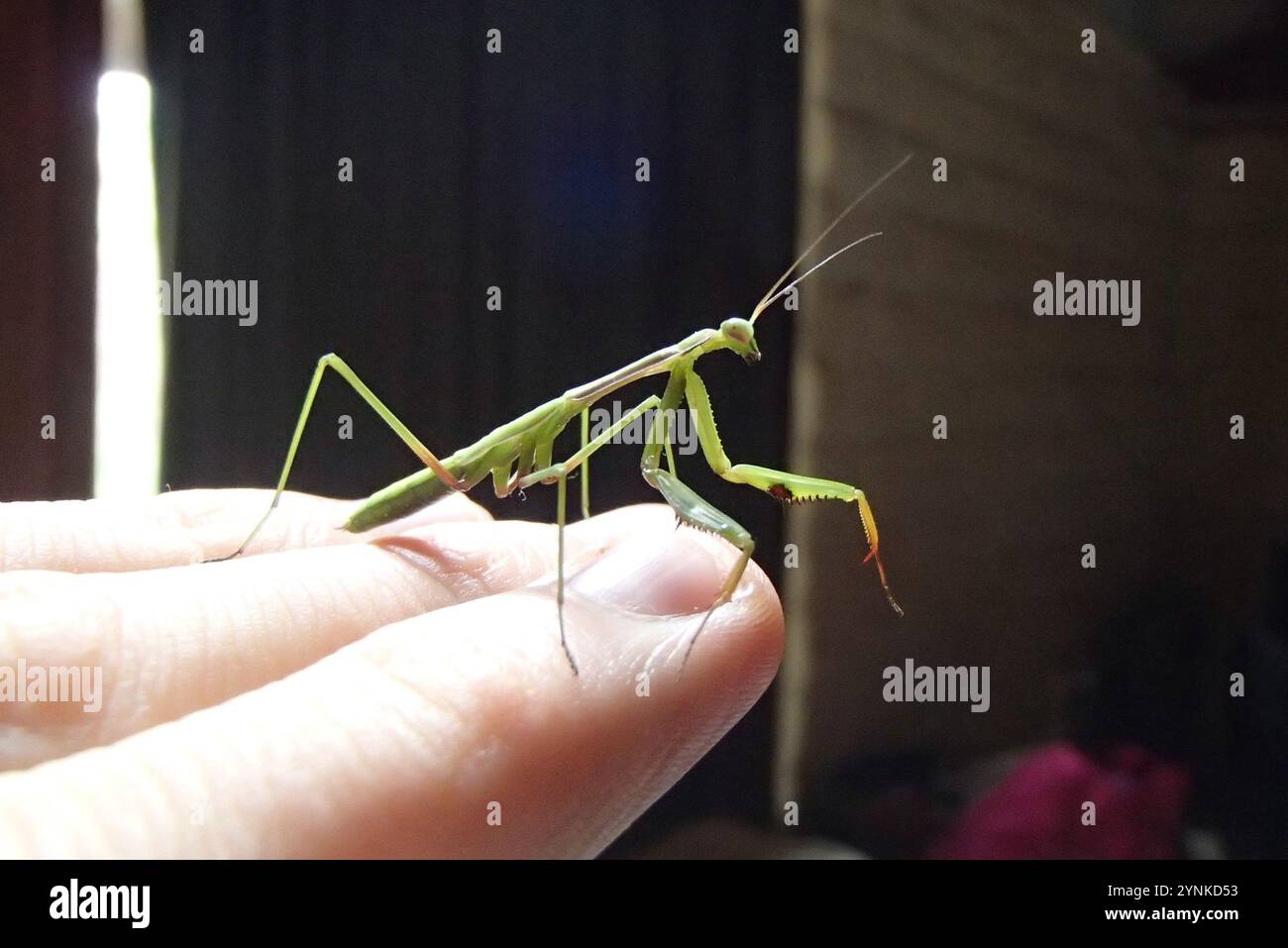 False garden mantis hi-res stock photography and images - Alamy