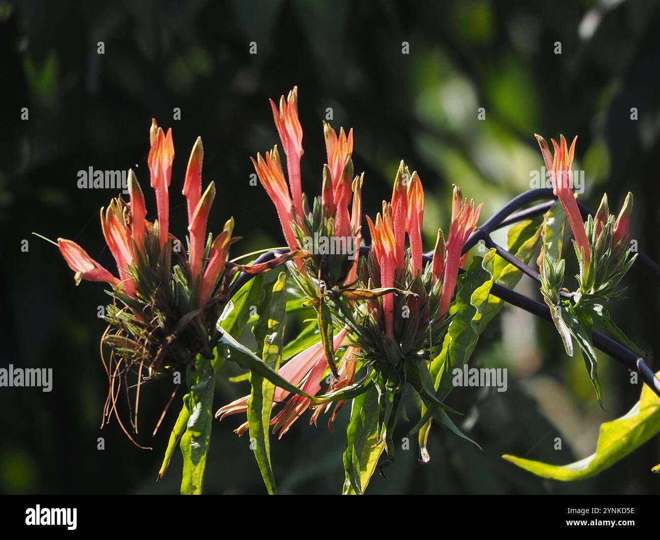 Sabah Snake Grass (Clinacanthus nutans Stock Photo - Alamy