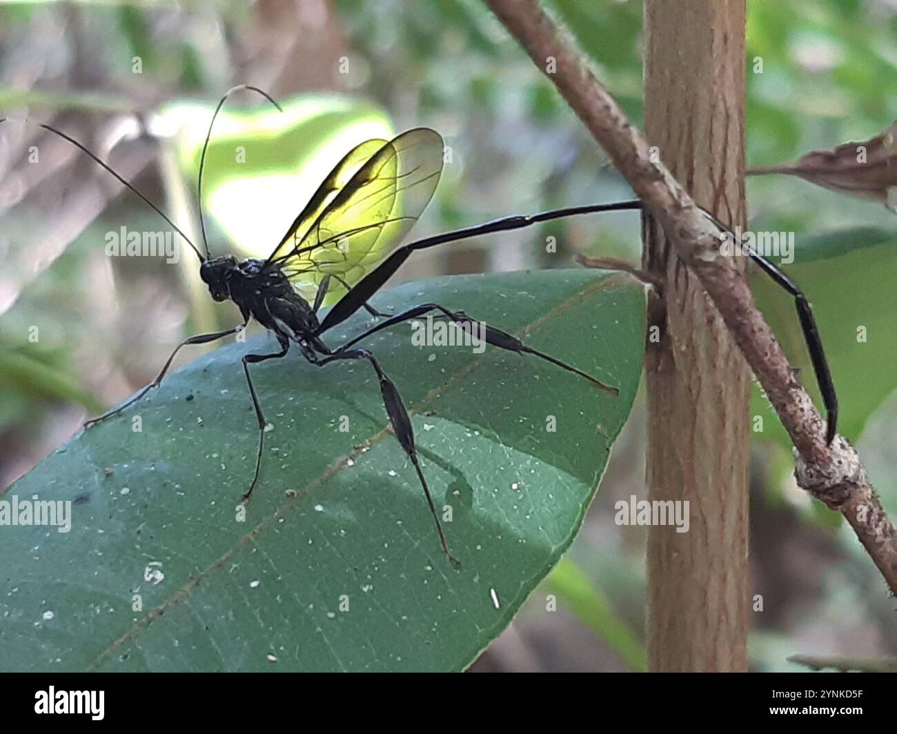 American Pelecinid Wasp (Pelecinus polyturator Stock Photo - Alamy