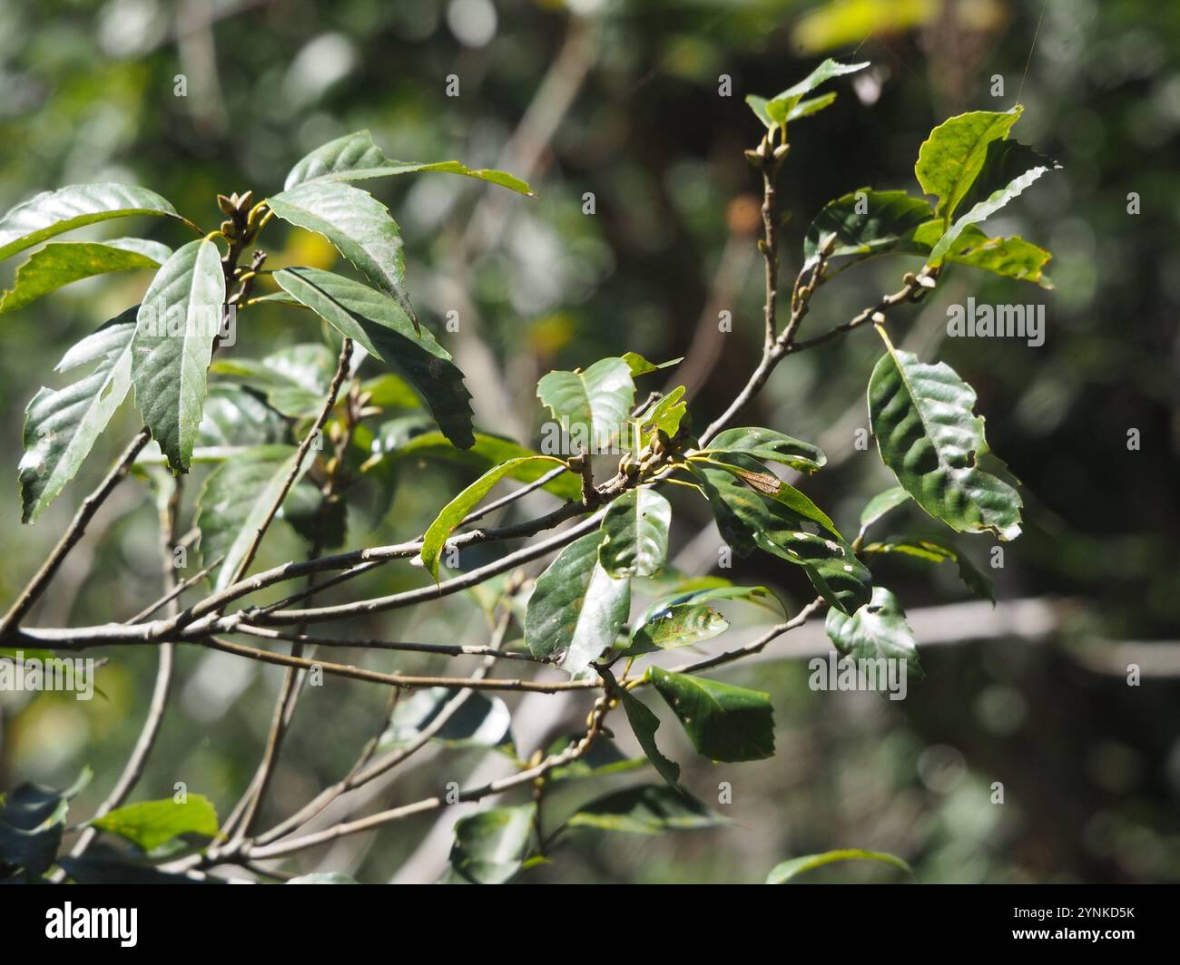 ring-cupped oak (Quercus glauca Stock Photo - Alamy