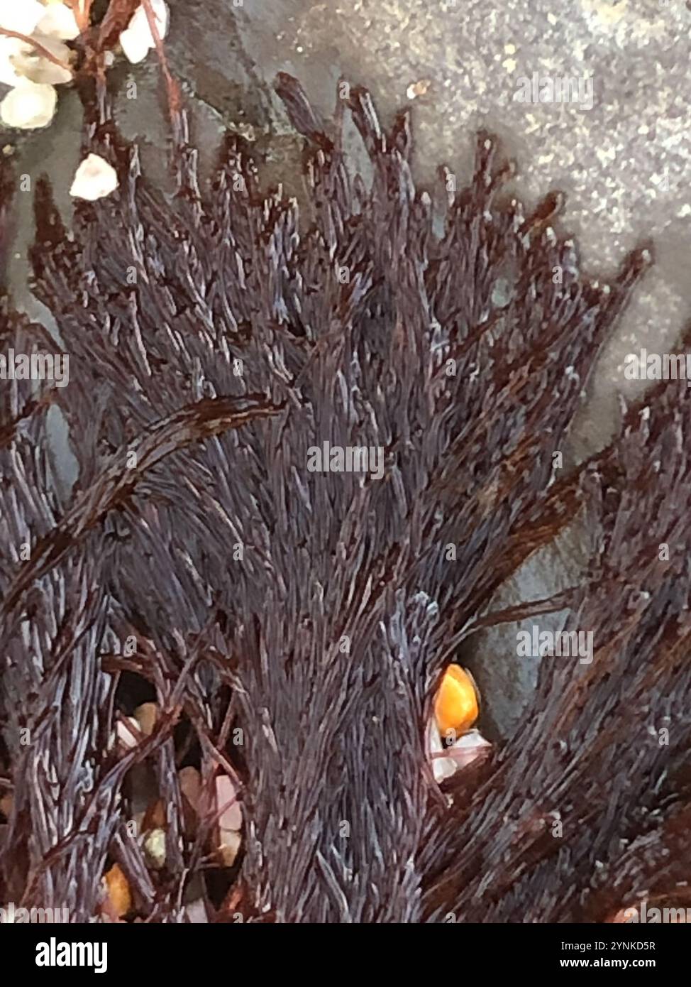 red algae (Rhodophyta Stock Photo - Alamy