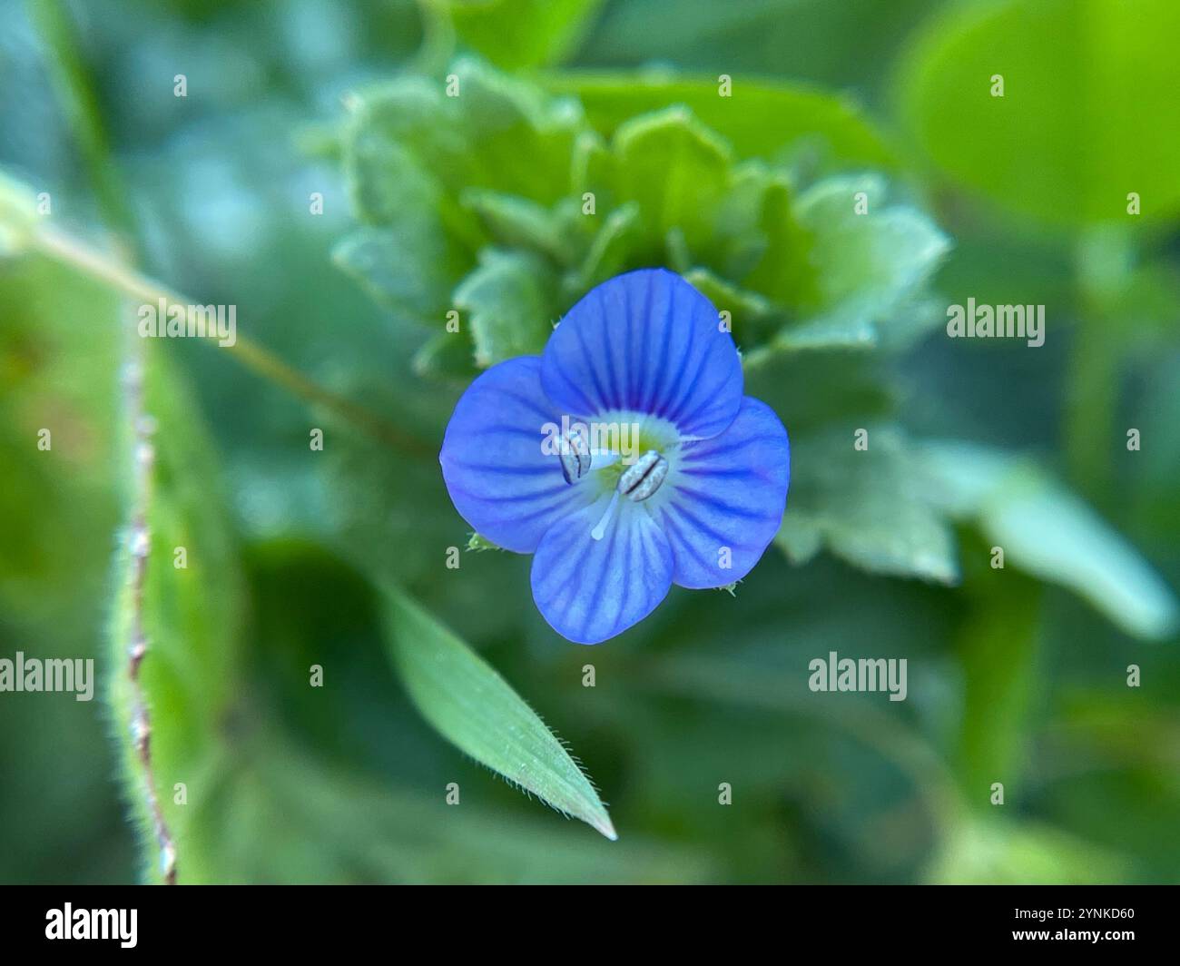 bird's-eye speedwell (Veronica persica Stock Photo - Alamy