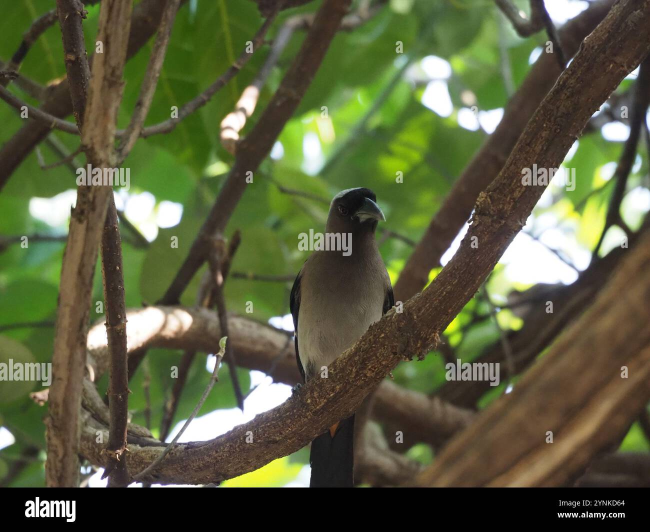 Taiwan Gray Treepie (Dendrocitta formosae formosae Stock Photo - Alamy