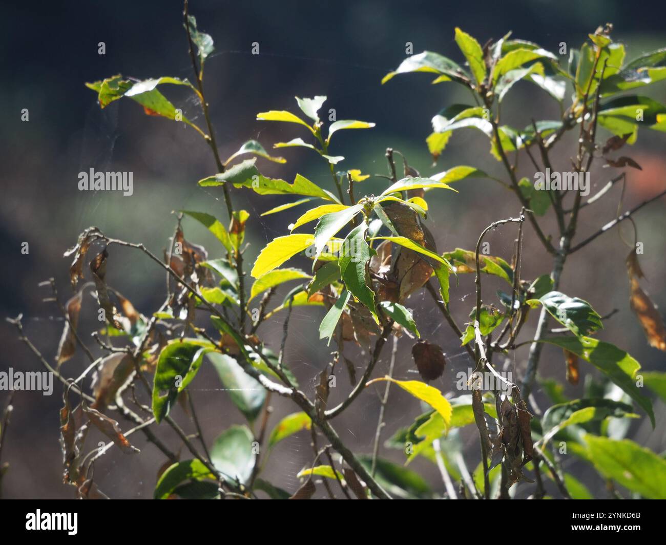 ring-cupped oak (Quercus glauca Stock Photo - Alamy