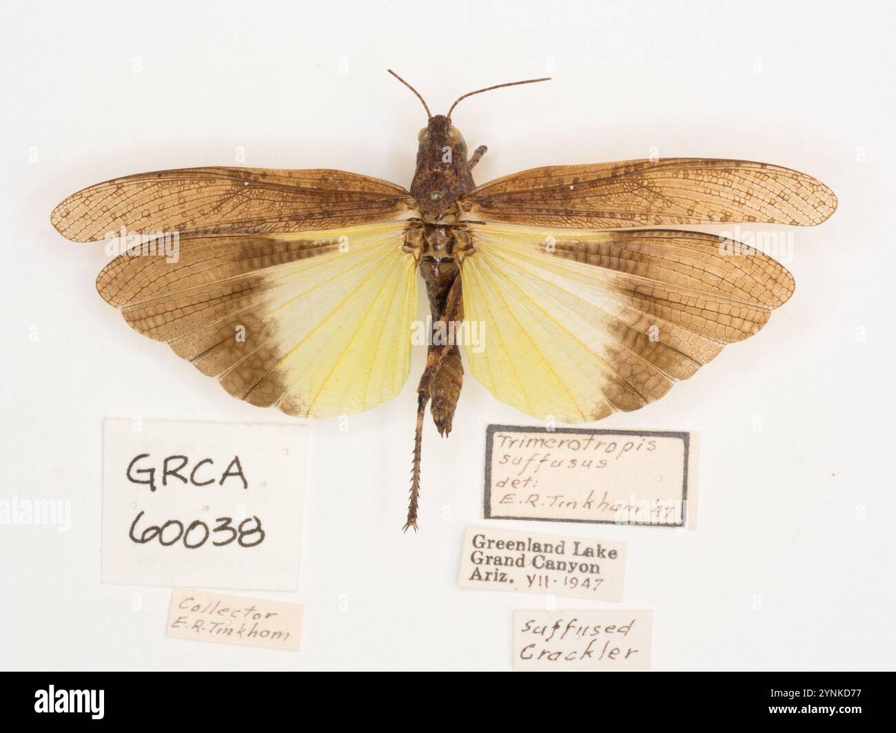 Trimerotropis verruculata suffusa hi-res stock photography and images ...