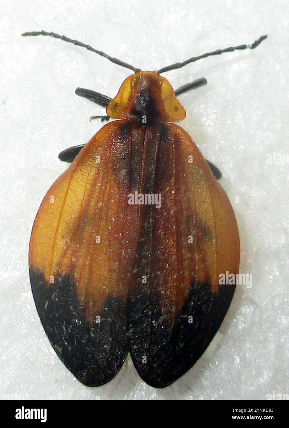 Netwing Beetles (Lycus Stock Photo - Alamy