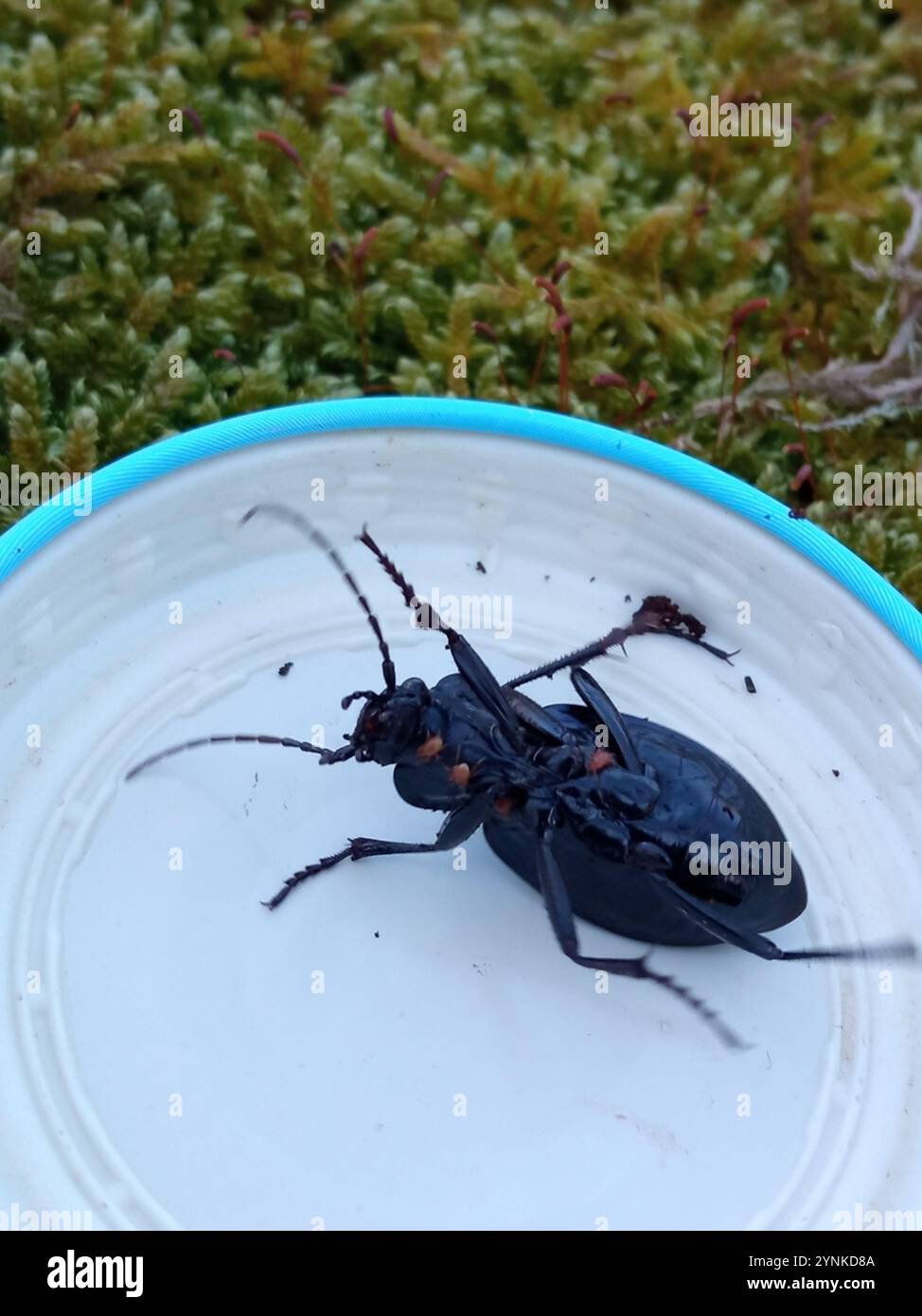 Rough Violet Ground Beetle (Carabus problematicus Stock Photo - Alamy