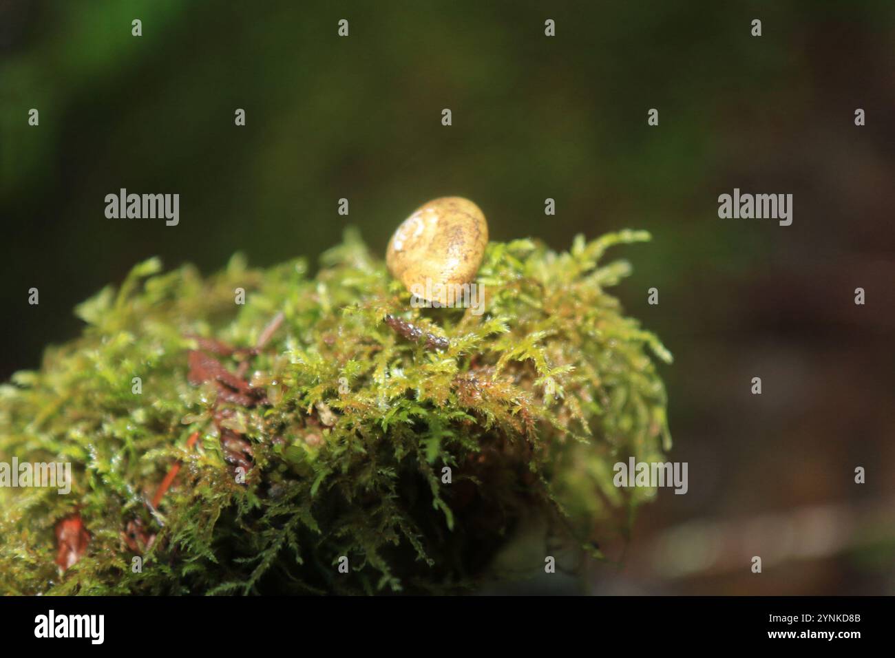 Beaded Lancetooth Snail (Ancotrema sportella Stock Photo - Alamy