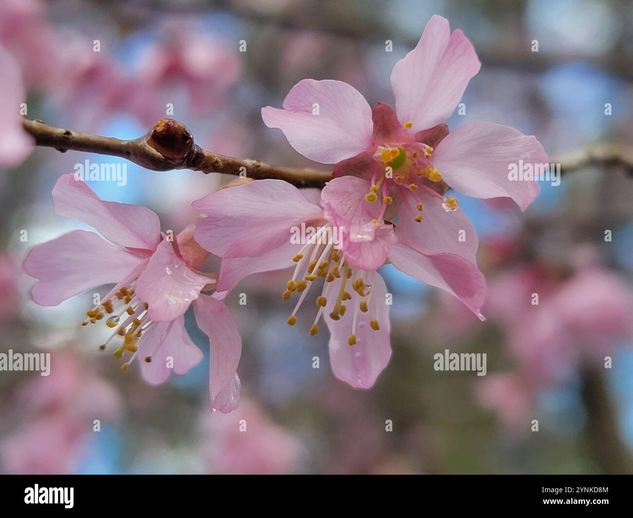 Rosebud Cherry (Prunus × subhirtella Stock Photo - Alamy