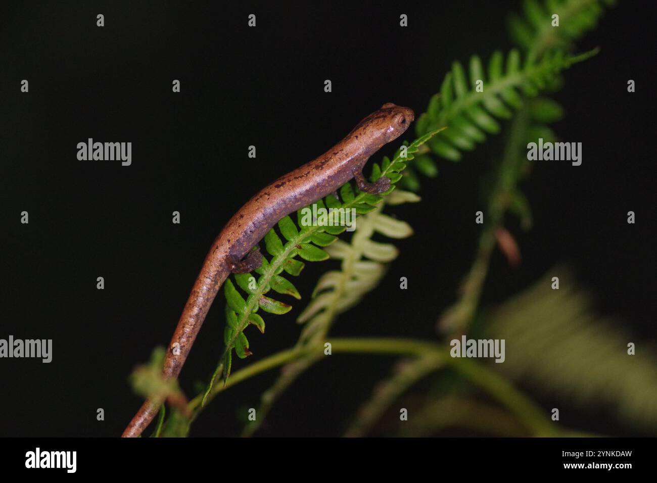 Wood Colored Salamander (Bolitoglossa lignicolor Stock Photo - Alamy