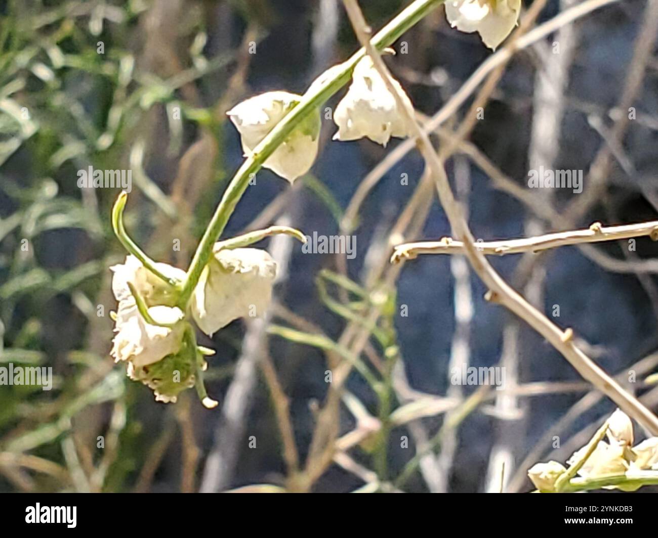 Ambrosia salsola hi-res stock photography and images - Alamy