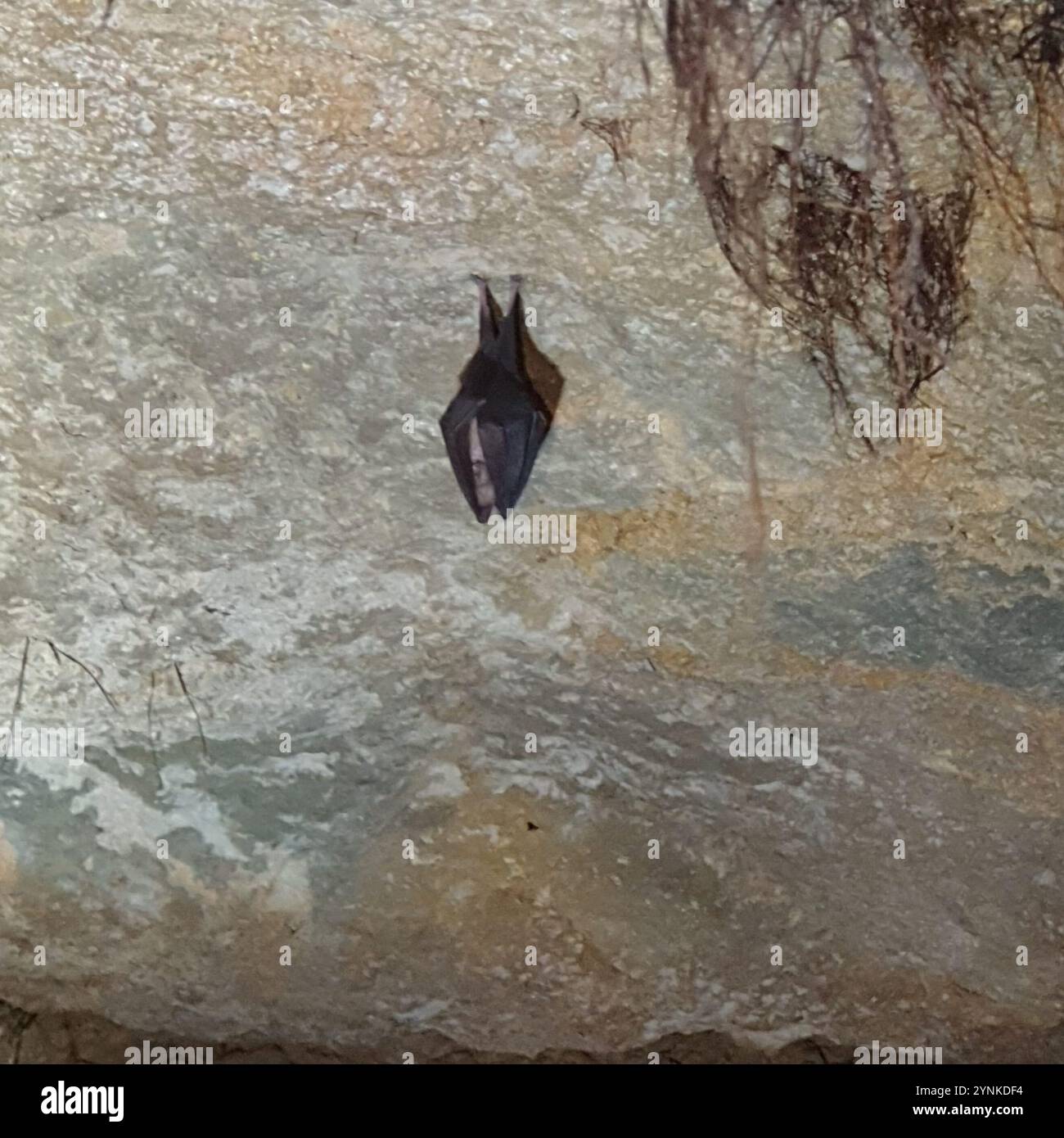 Lesser Horseshoe Bat (Rhinolophus hipposideros Stock Photo - Alamy