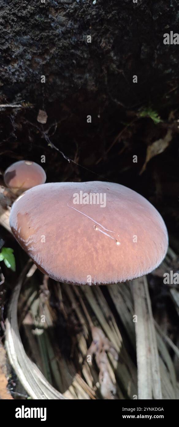 Tawaka (Cyclocybe parasitica Stock Photo - Alamy