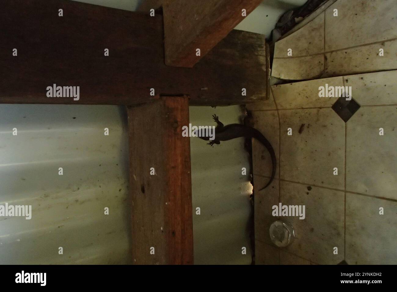 Black Rock Skink (Egernia saxatilis Stock Photo - Alamy