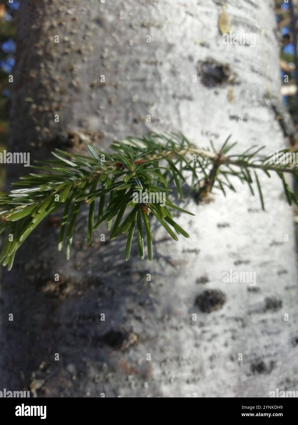 Siberian fir (Abies sibirica Stock Photo - Alamy